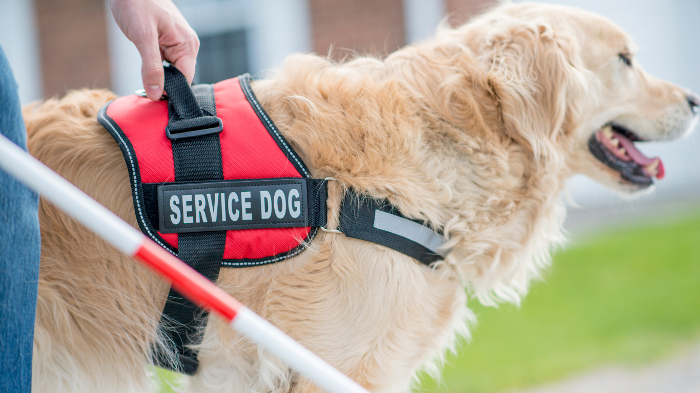 Service Animals and Emotional Support Animals in Your Indianapolis ...